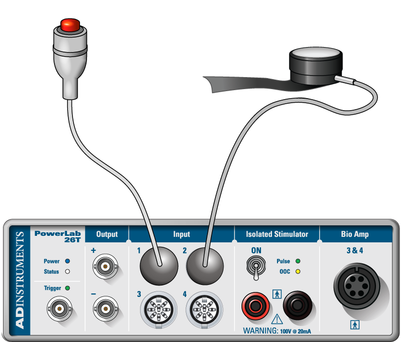 Longwood University Anatomy and Physiology Lab Manual | For Longwood ...