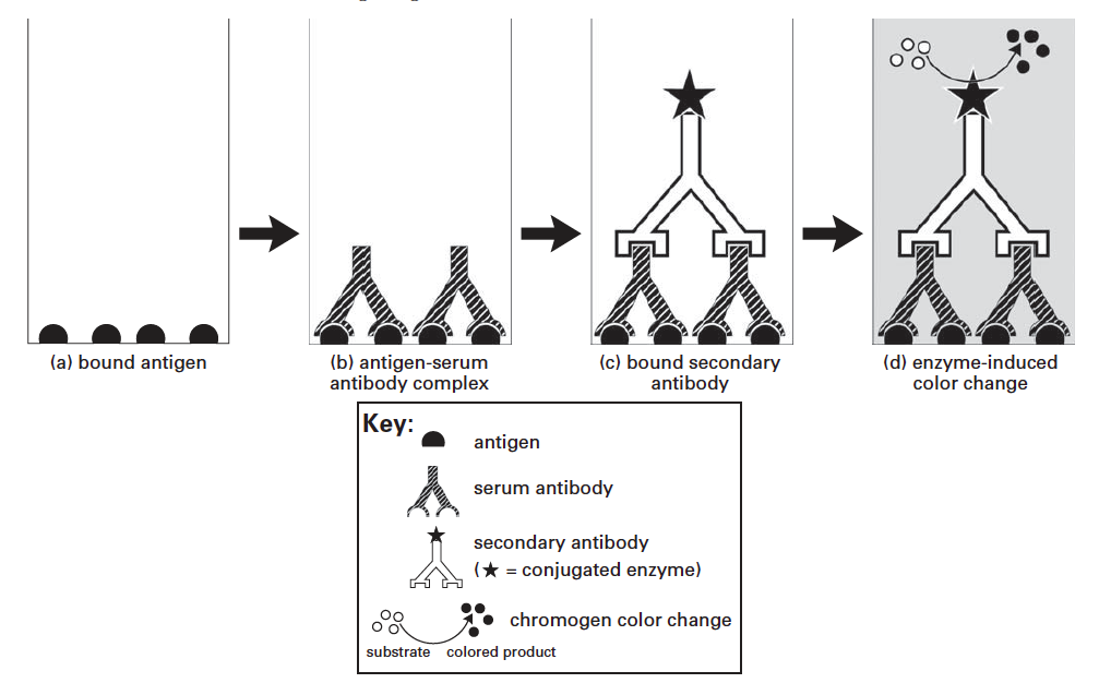 Lab 6: Immune System (ELISA) | Longwood University Anatomy and ...