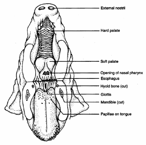 Lab 9: Organ Systems (fetal pig dissection) | Longwood University Anatomy and Physiology Lab Manual