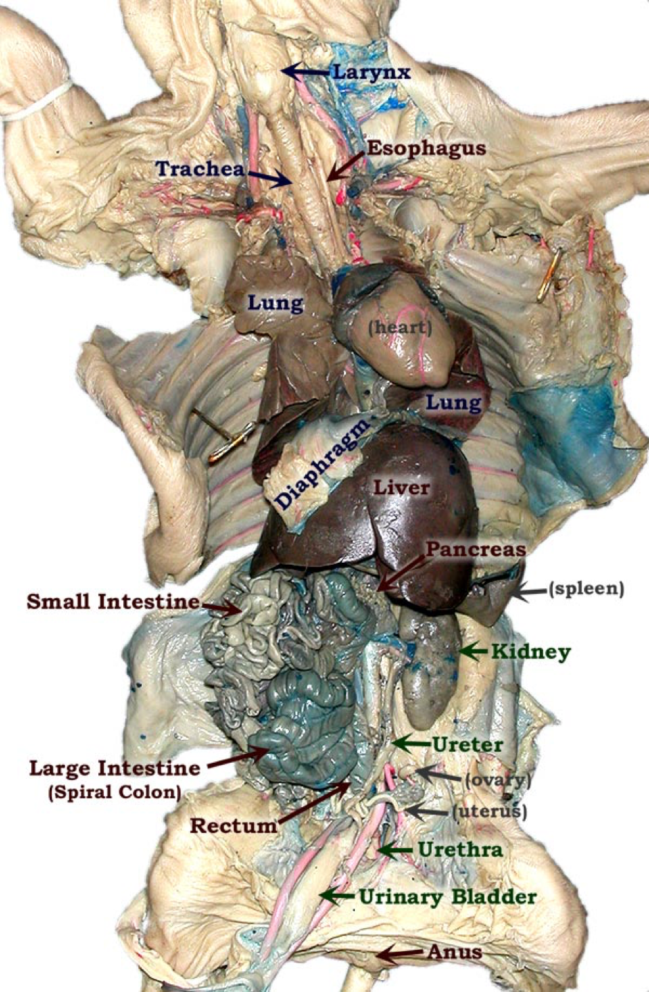 Lab 9: Organ Systems (fetal pig dissection) | Longwood University ...